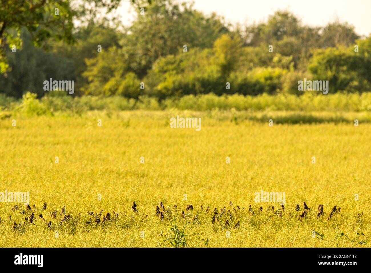A flock of common British birds in a countryside field, in the United ...