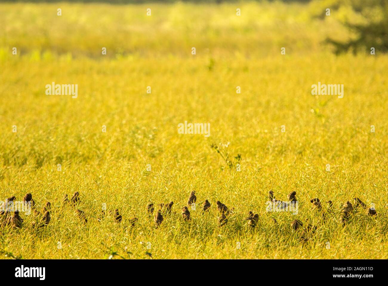 A flock of common British birds in a countryside field, in the United ...