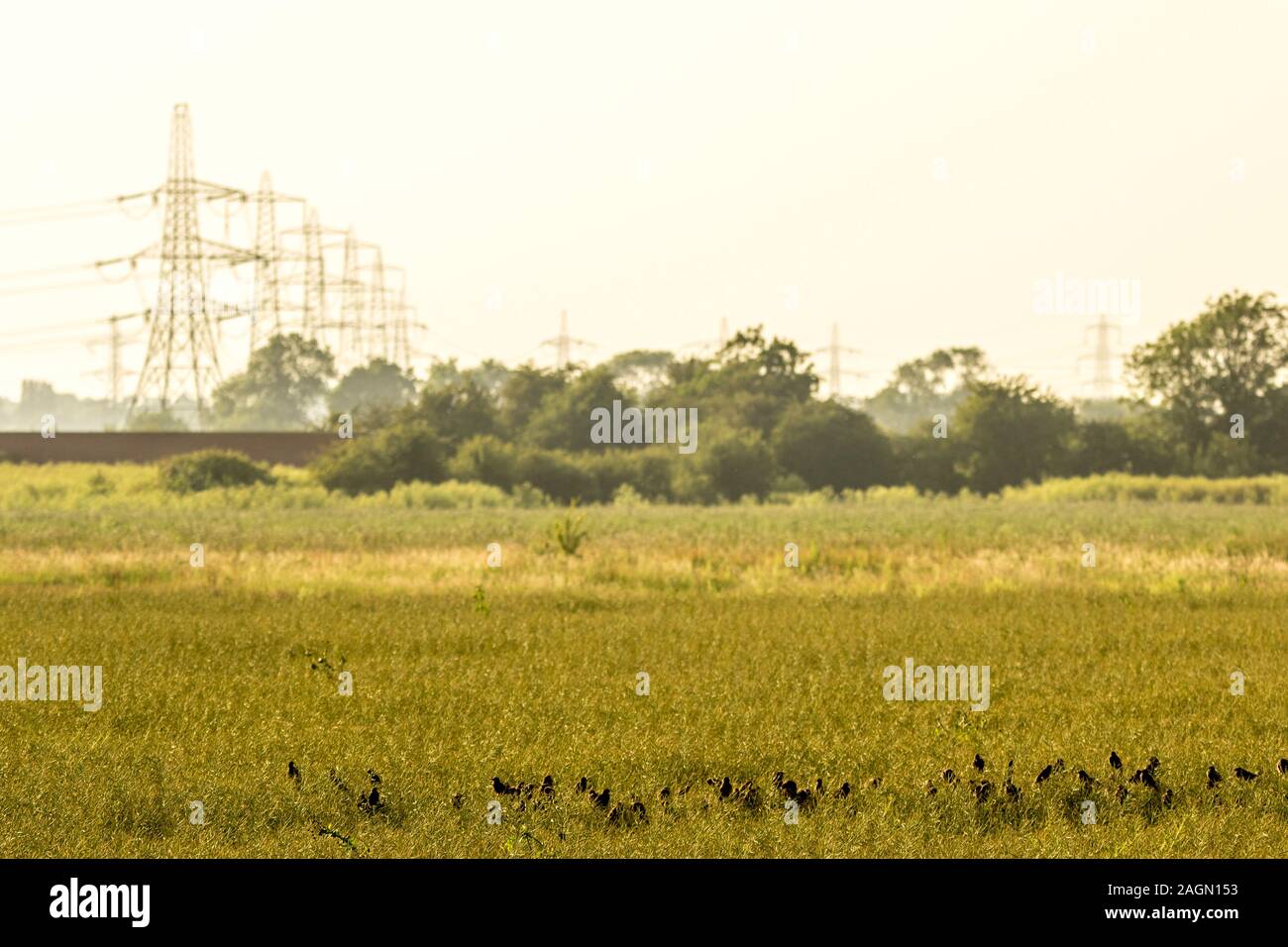 A flock of common British birds in a countryside field, in the United ...