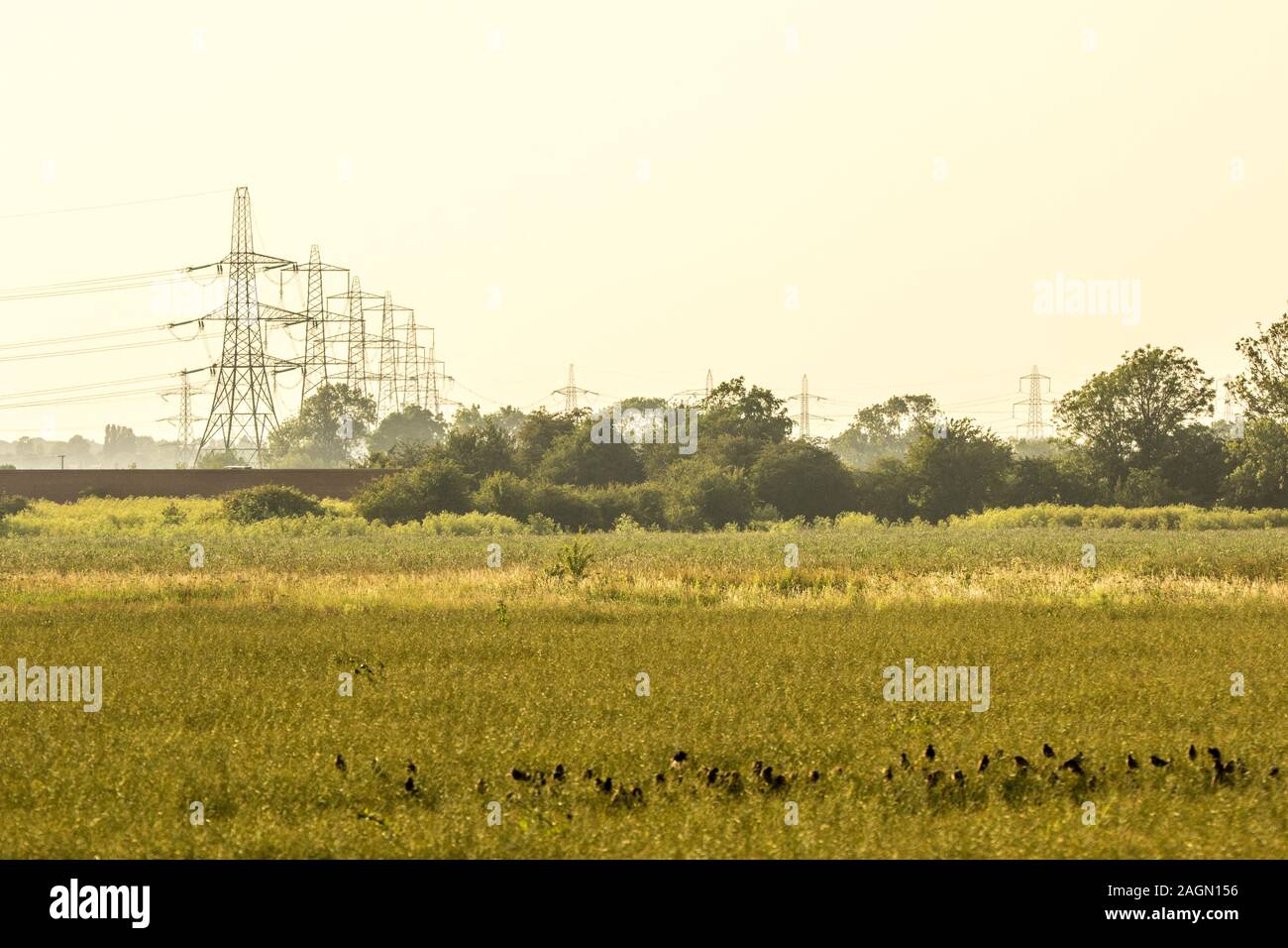 A flock of common British birds in a countryside field, in the United ...
