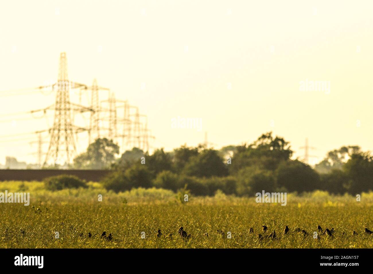 A flock of common British birds in a countryside field, in the United ...
