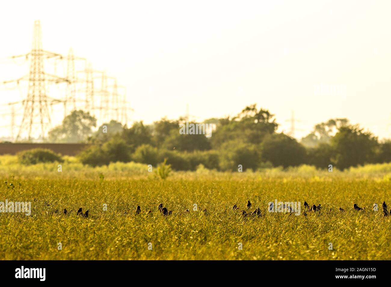 A flock of common British birds in a countryside field, in the United ...