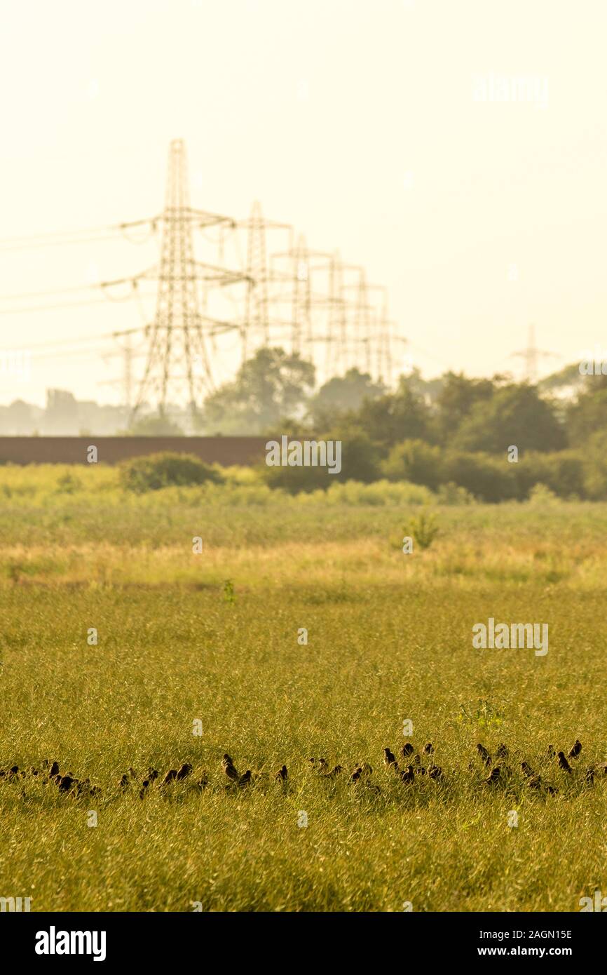 A flock of common British birds in a countryside field, in the United ...