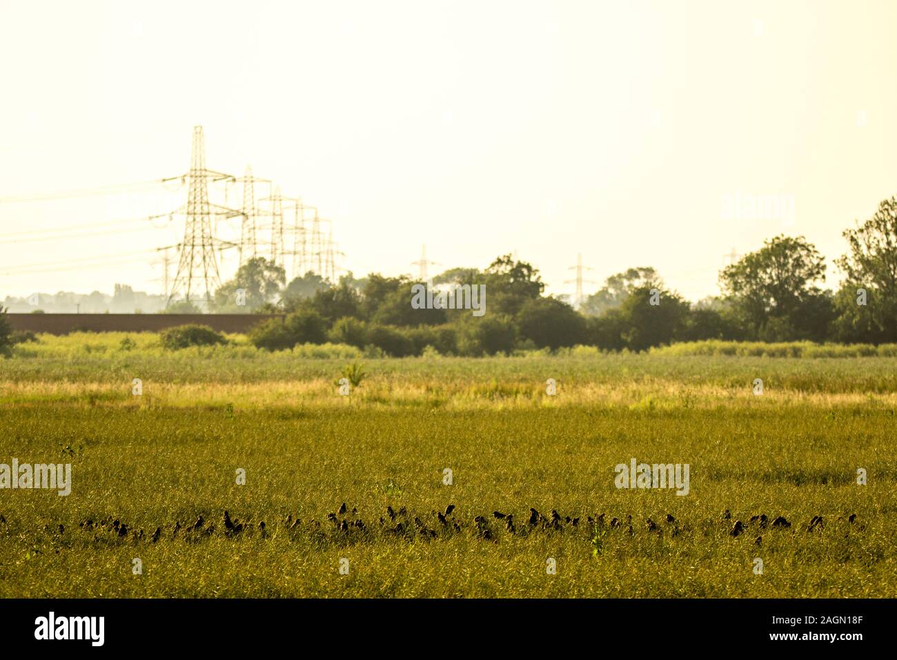 A flock of common British birds in a countryside field, in the United ...
