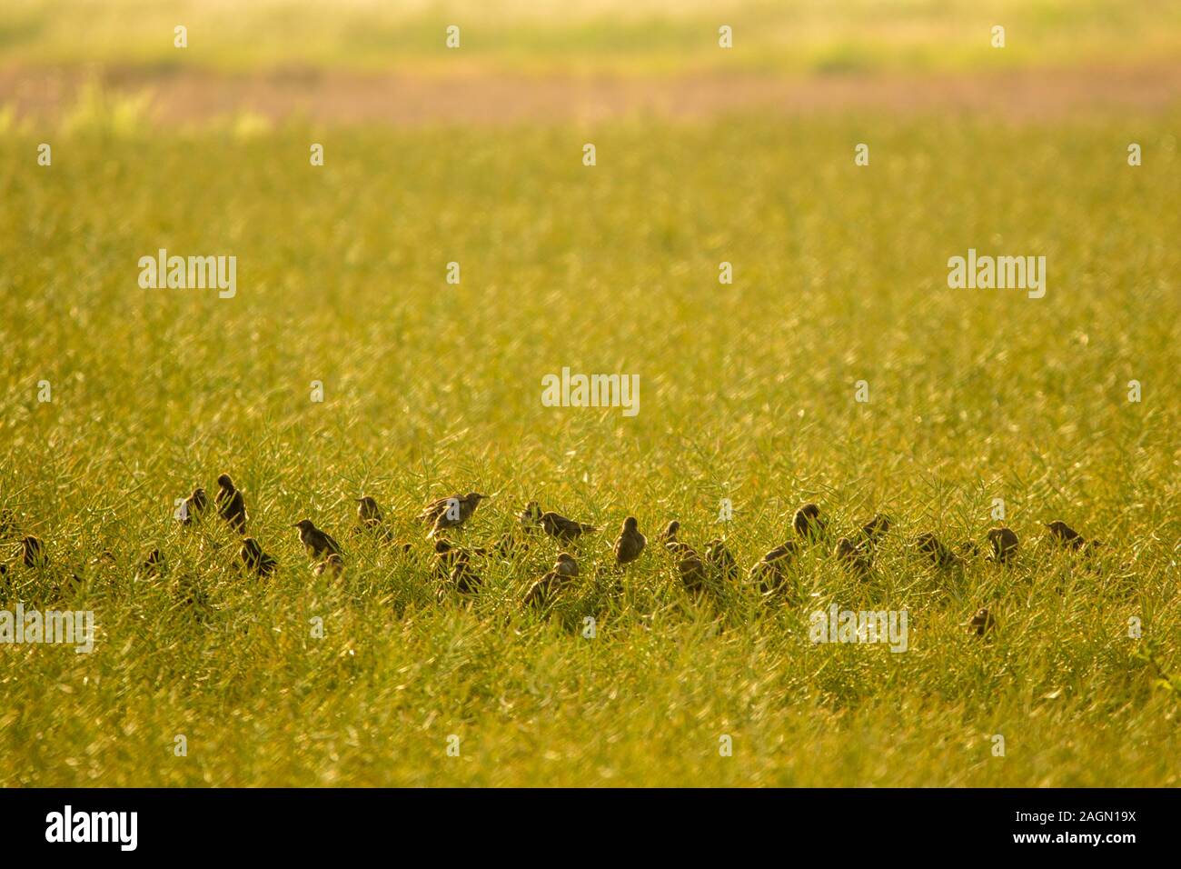 A flock of common British birds in a countryside field, in the United ...