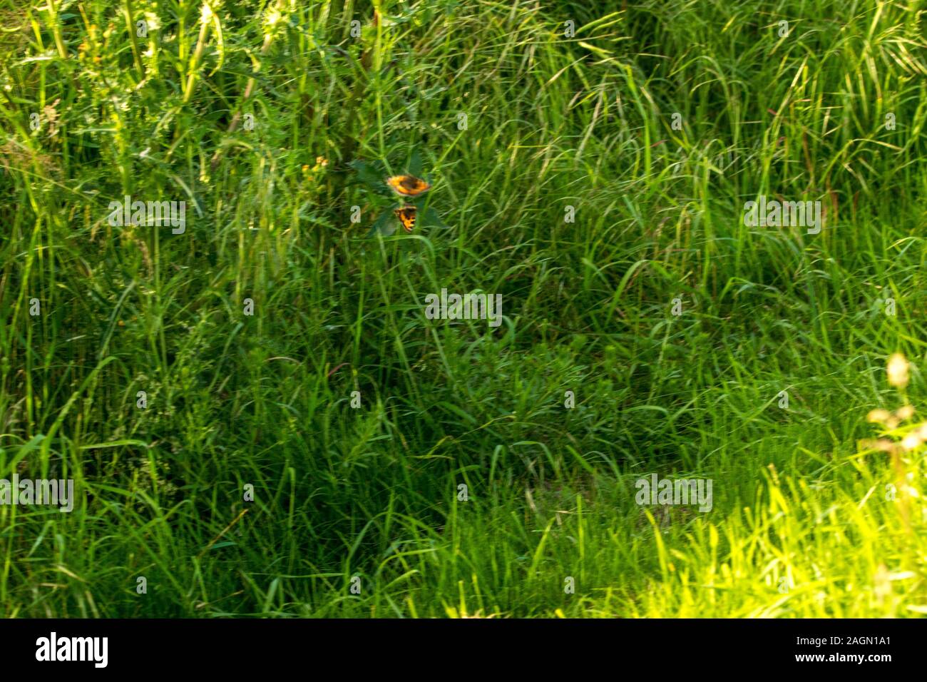 Beautiful orange and black butterflies flying together in a countryside ...