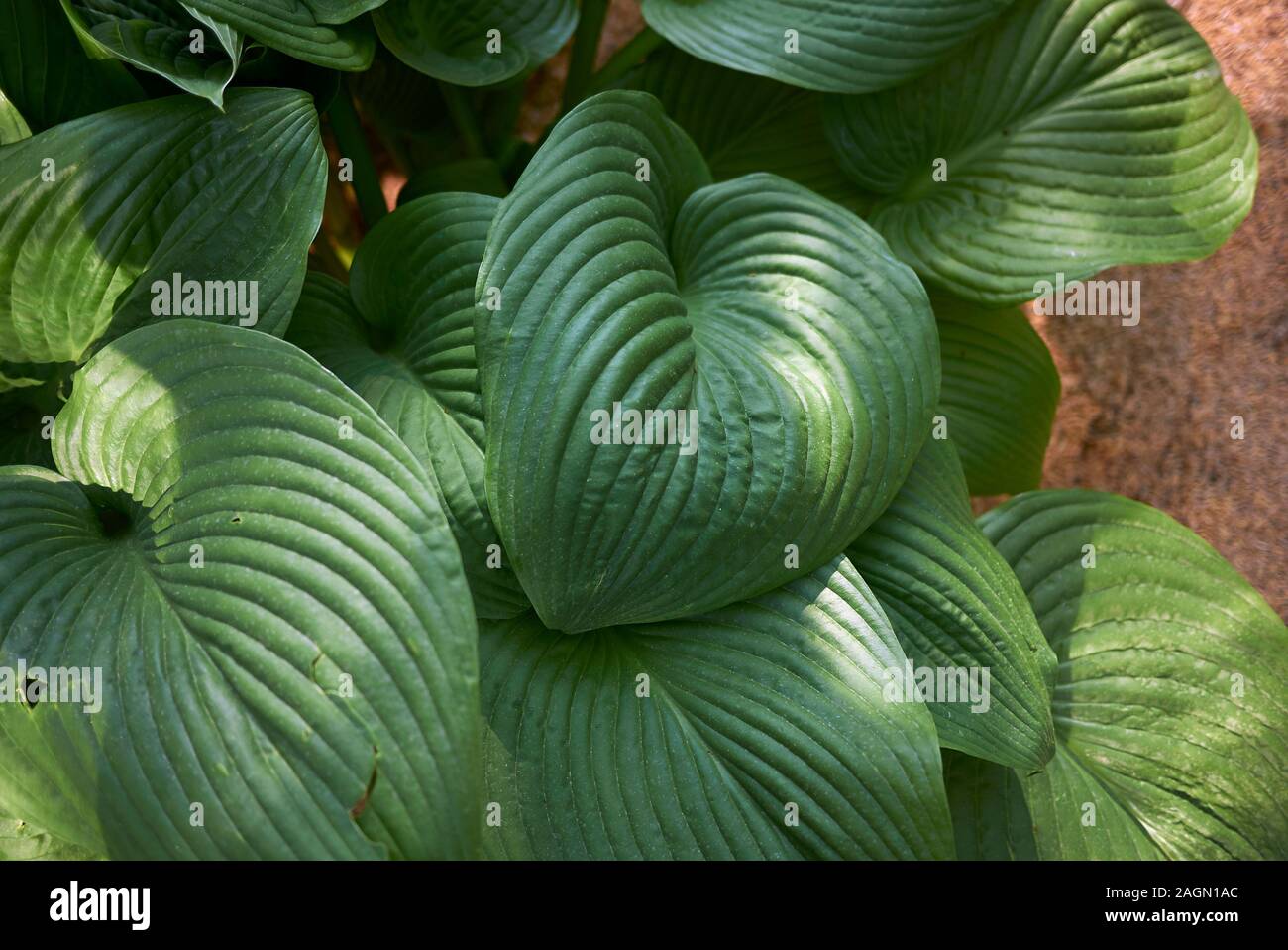 textured leaves of Hosta sieboldiana plants Stock Photo - Alamy