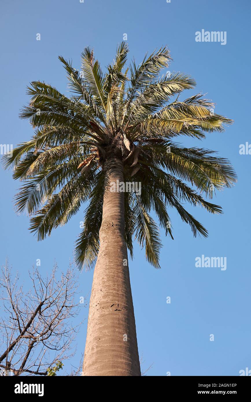 Jubaea chilensis palm Stock Photo - Alamy