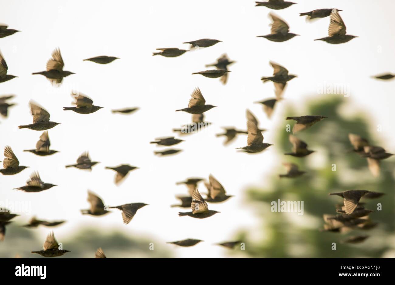 A flock of common birds flypast at speed Stock Photo - Alamy