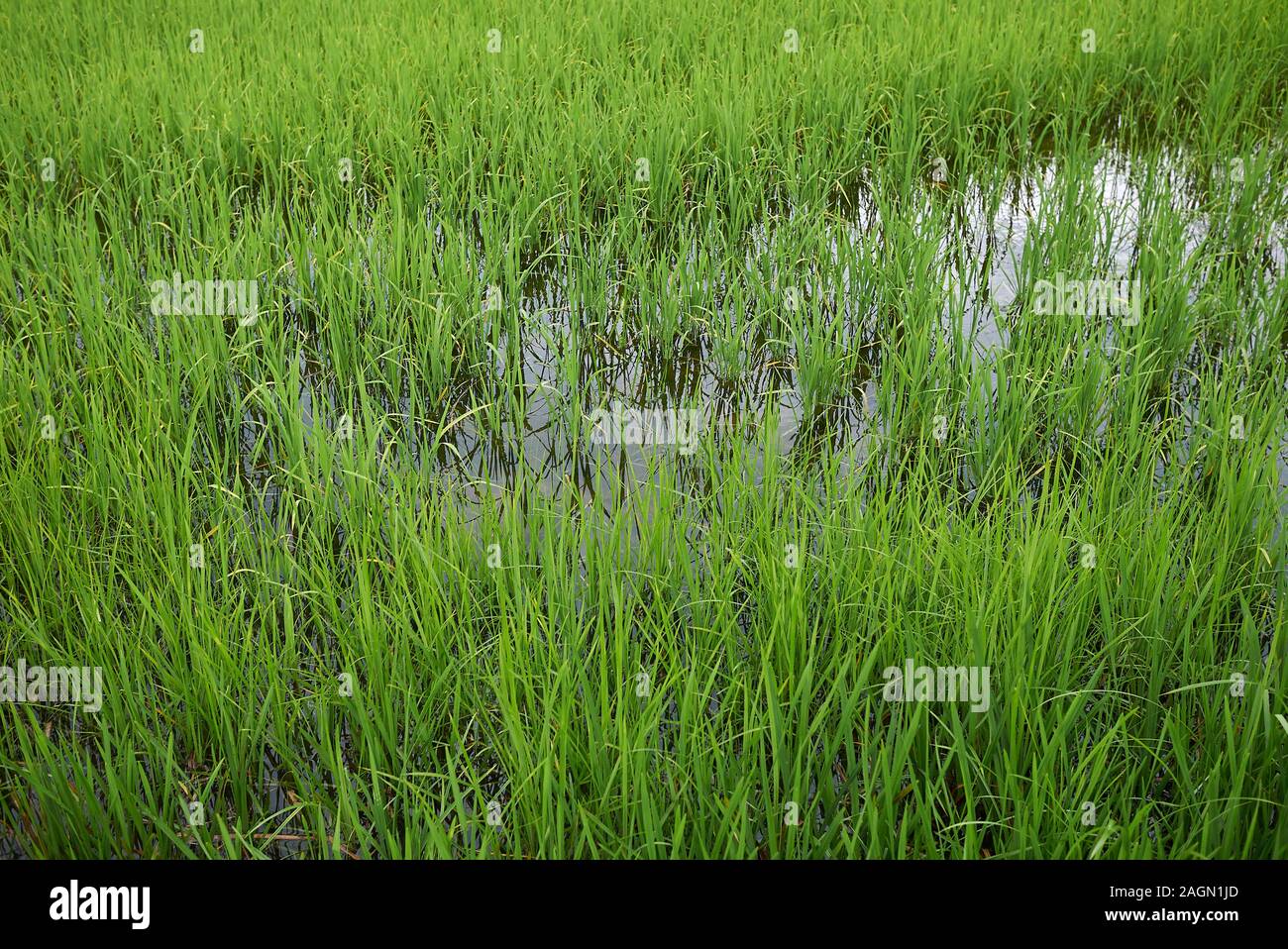 Rice fields in lomellina hi-res stock photography and images - Alamy