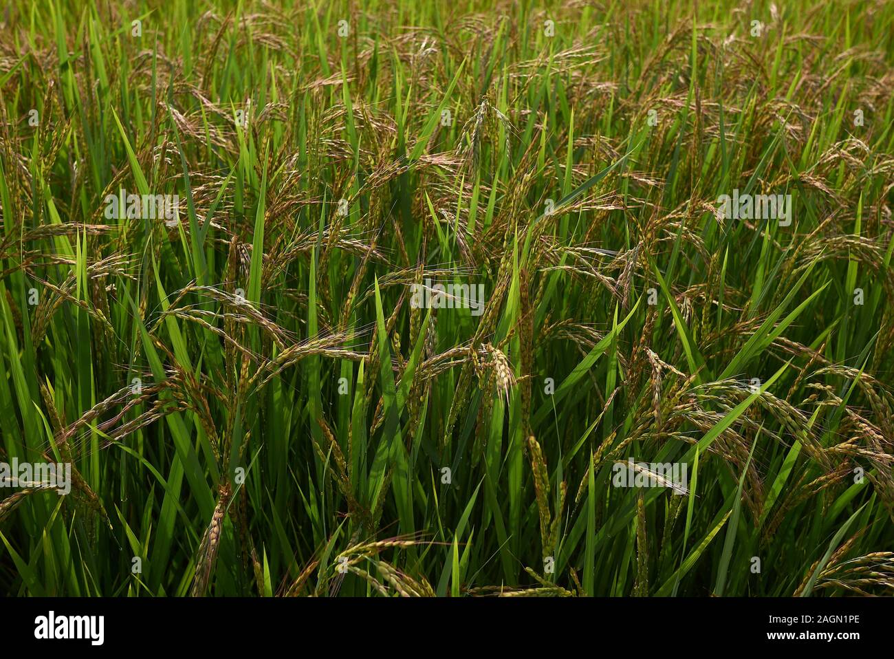 Oryza Sativa High Resolution Stock Photography and Images - Alamy