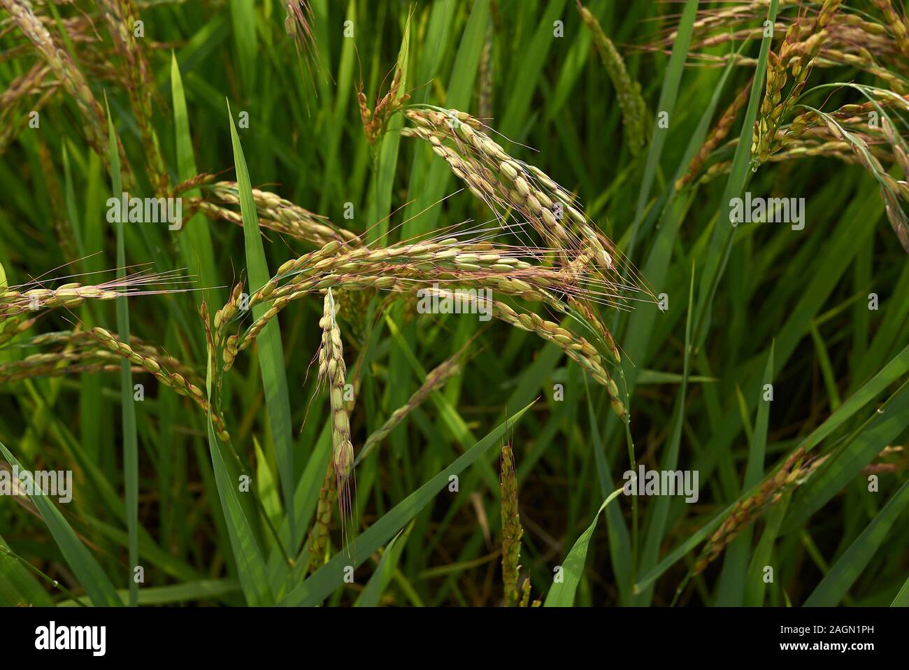 Oryza Sativa High Resolution Stock Photography and Images - Alamy