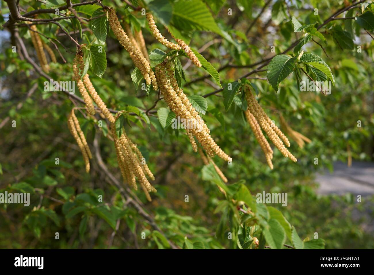 Ostrya carpinifolia tree in bloom Stock Photo - Alamy