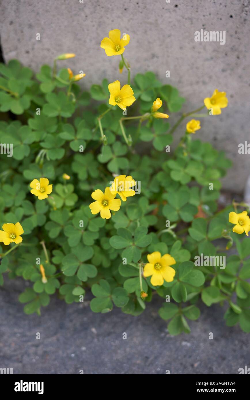 yellow flowers of Oxalis dillenii plants Stock Photo - Alamy