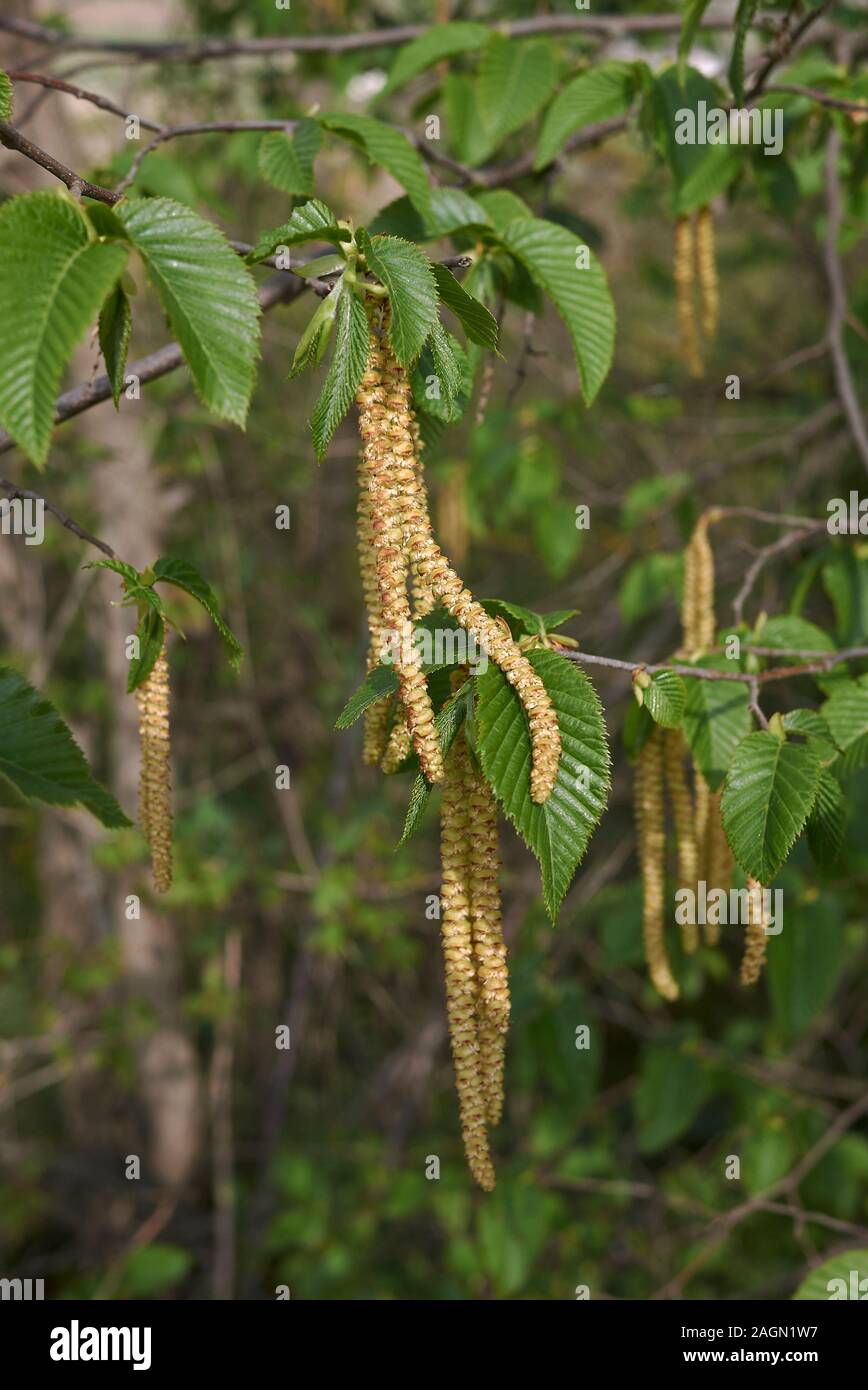 Ostrya tree hi-res stock photography and images - Alamy
