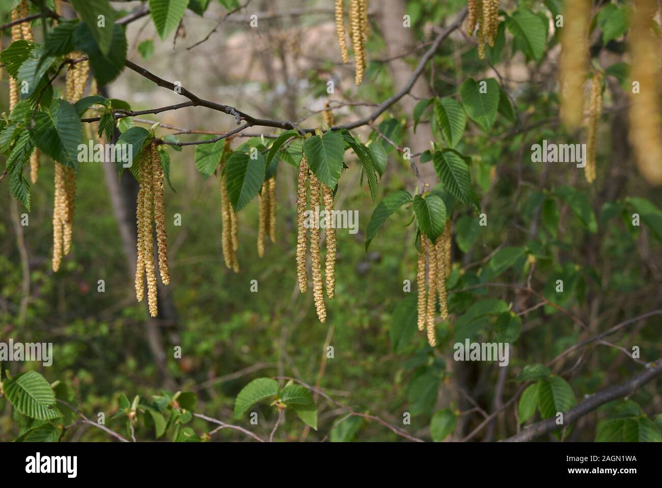 Ostrya carpinifolia tree in bloom Stock Photo - Alamy