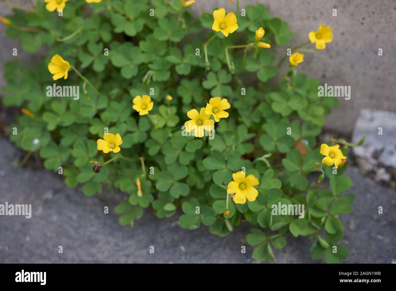 yellow flowers of Oxalis dillenii plants Stock Photo - Alamy