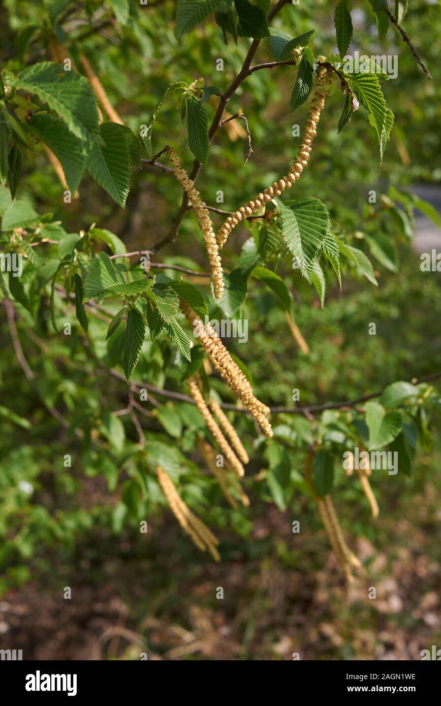 Ostrya tree hi-res stock photography and images - Alamy