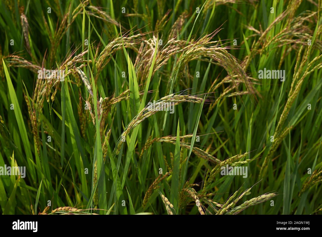 Oryza sativa hi-res stock photography and images - Alamy