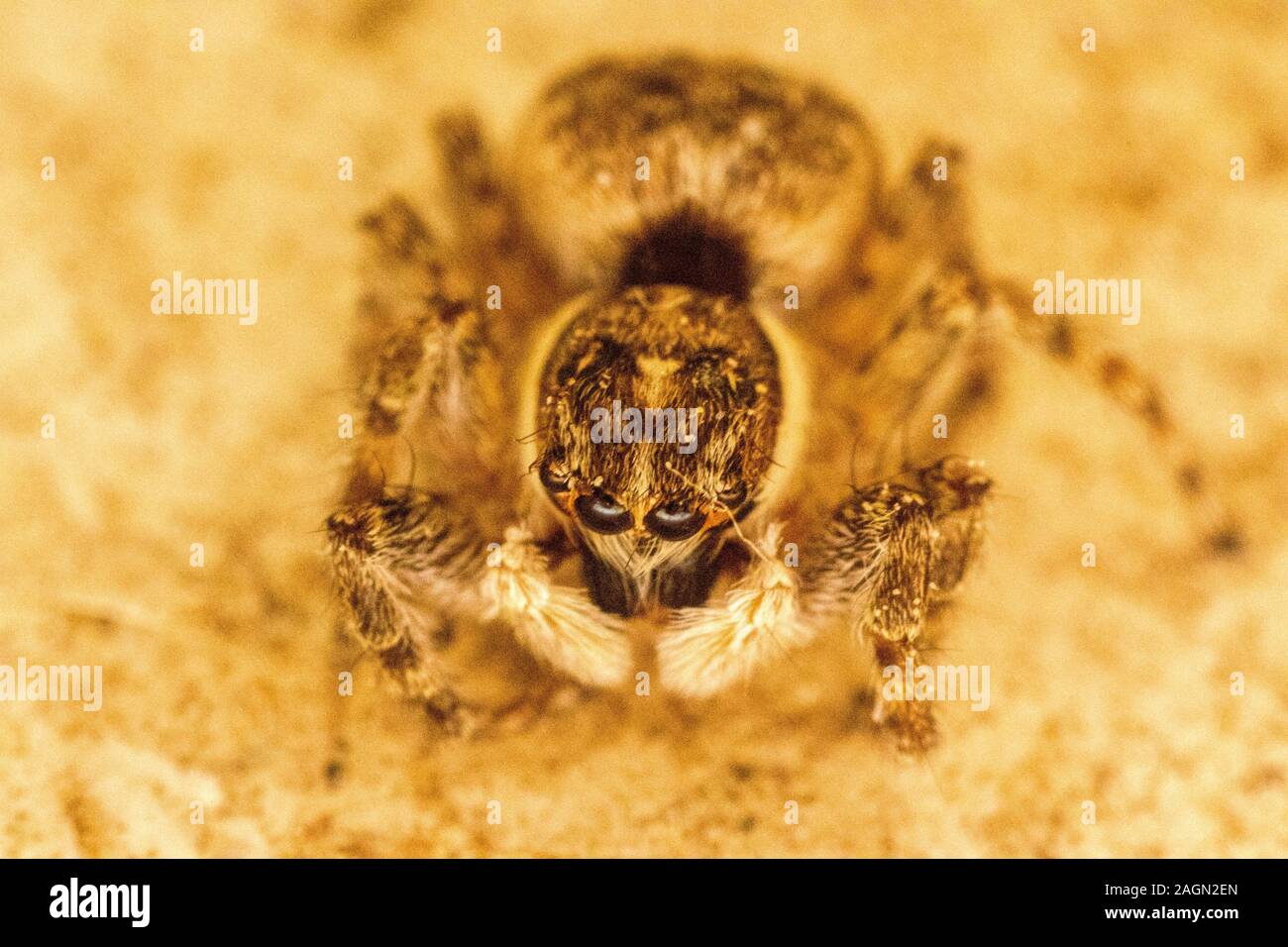 Four leg spider hi-res stock photography and images - Alamy
