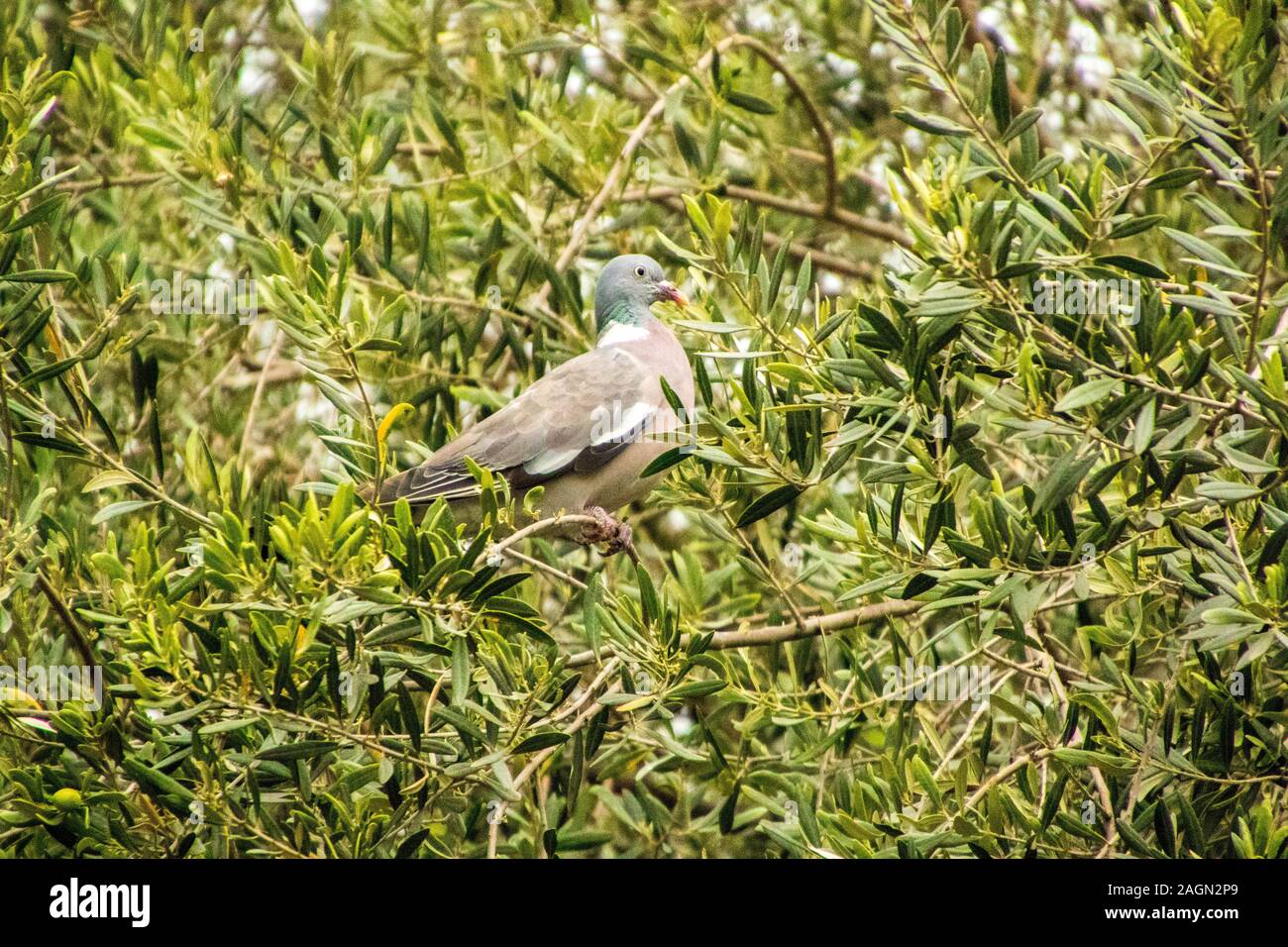 A common Pigeon, bird Stock Photo - Alamy
