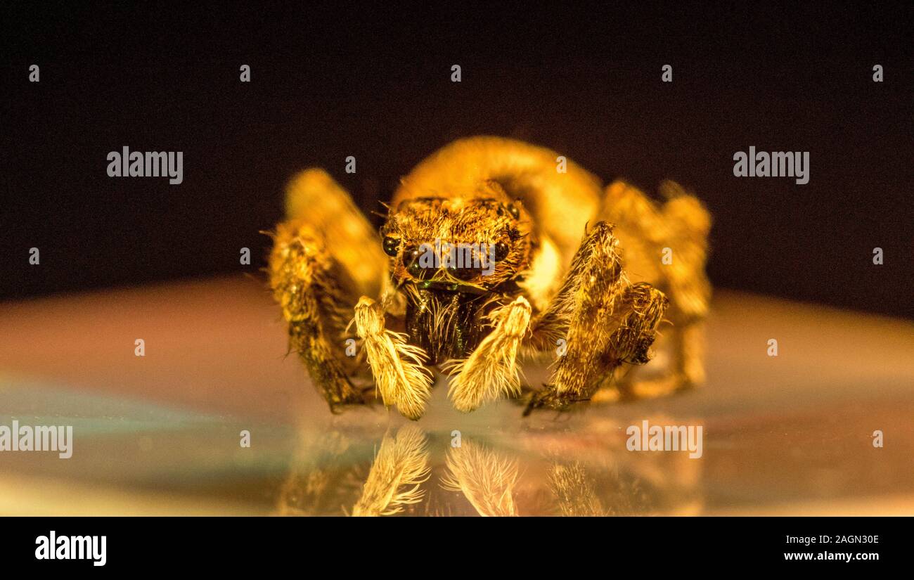 Four leg spider hi-res stock photography and images - Alamy