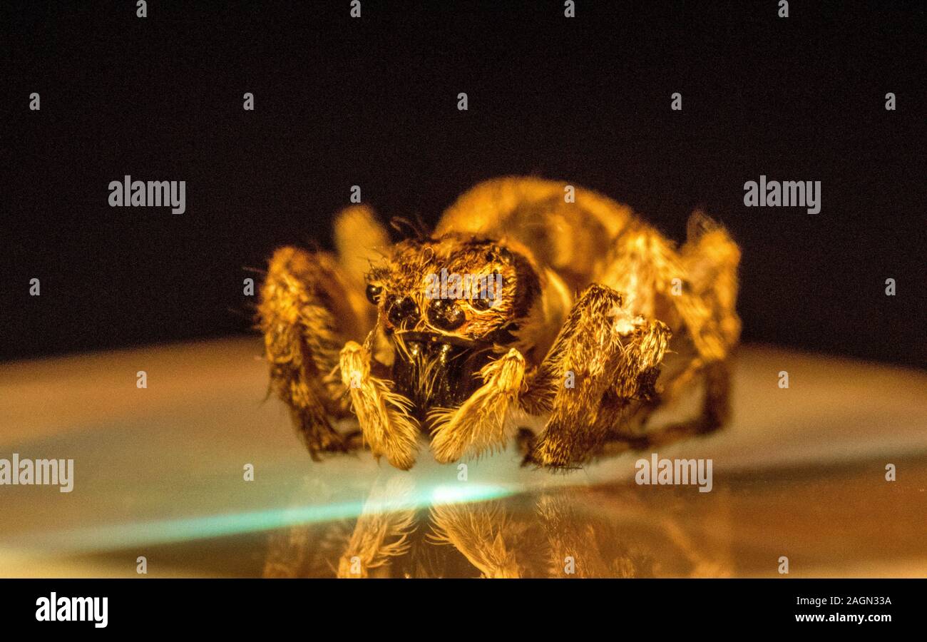 Four leg spider hi-res stock photography and images - Alamy