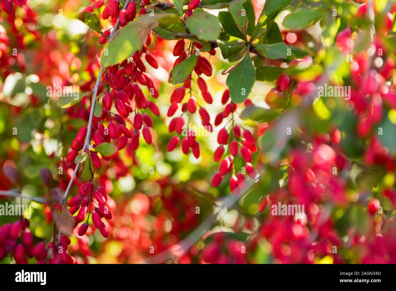 Close up beautiful branch of Barberry or Berberis vulgaris with berries ...