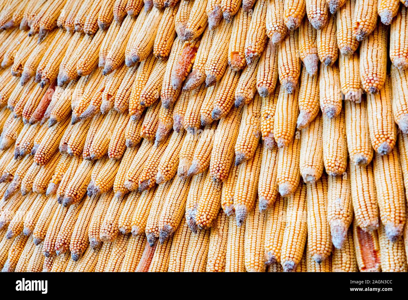 View of pile of corn cobs put together for background texture Stock ...