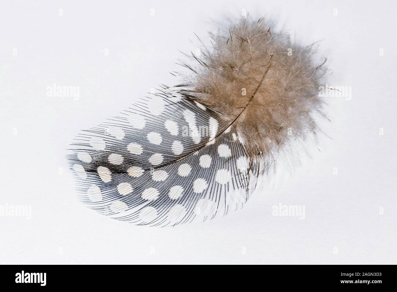 Transparent bird hi-res stock photography and images - Alamy