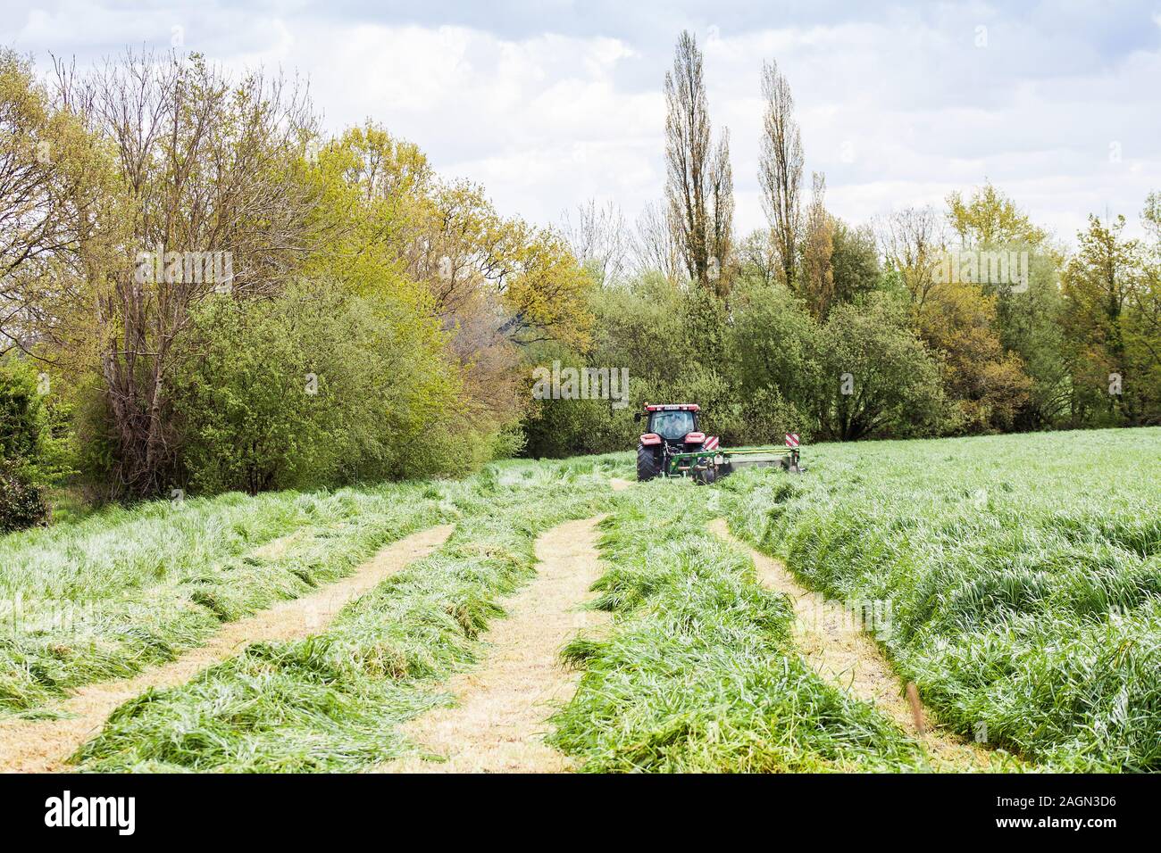 The grass is mowed before it is picked up with the forager, the grass ...