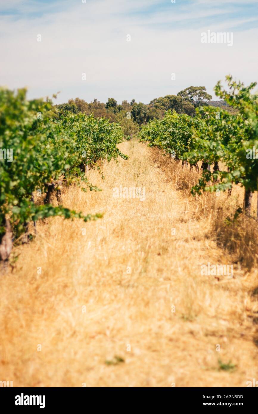 Margaret river perth vineyard hi-res stock photography and images - Alamy
