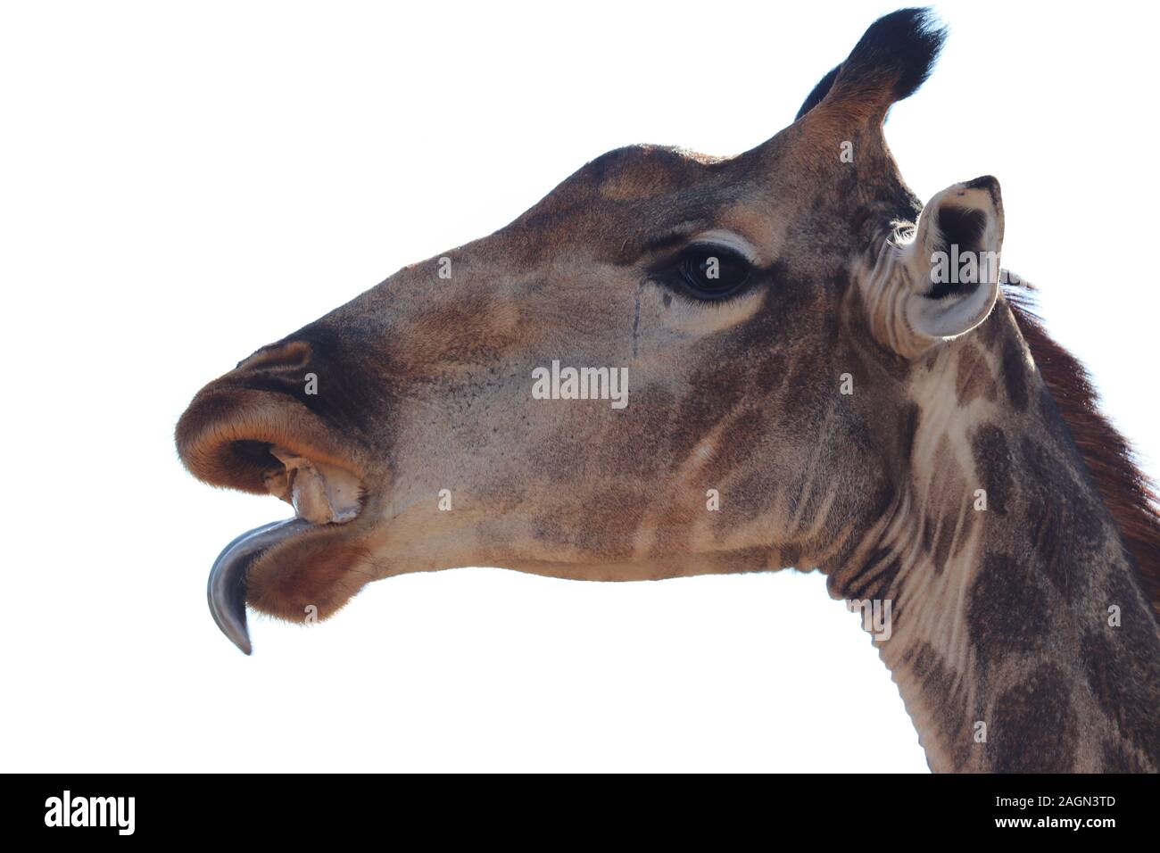 Giraffe bone hi-res stock photography and images - Alamy
