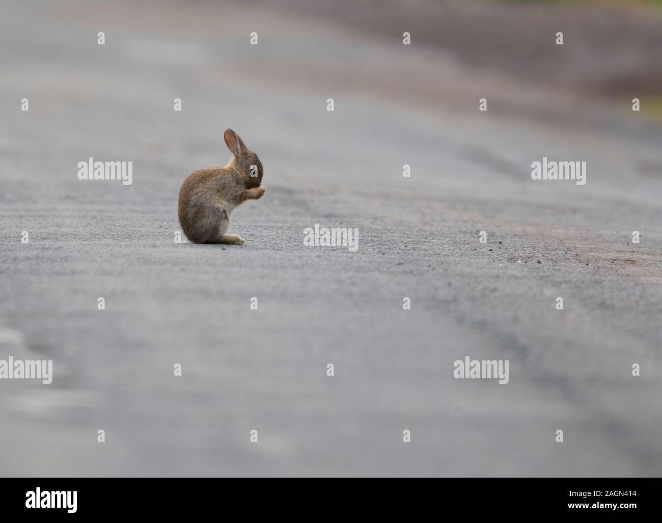 Baby rabbit cleaning face hi-res stock photography and images - Alamy