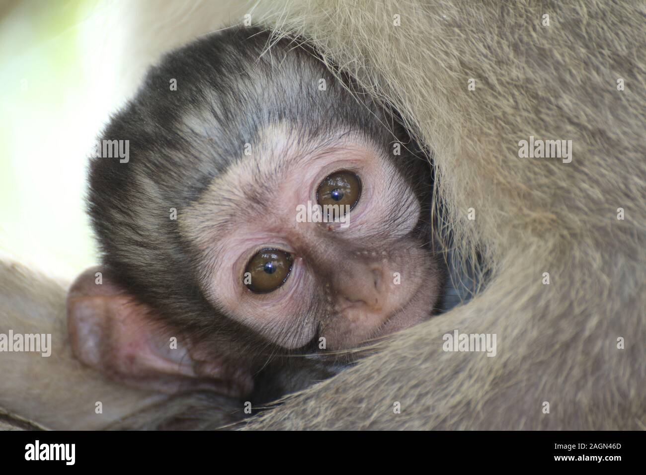 Monkey in my arms hi-res stock photography and images - Alamy