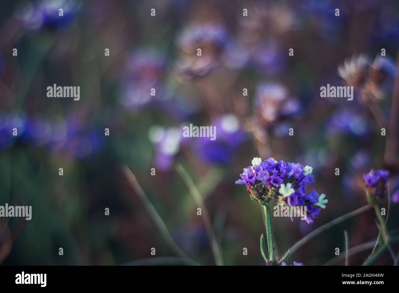 Perth flower hi-res stock photography and images - Alamy