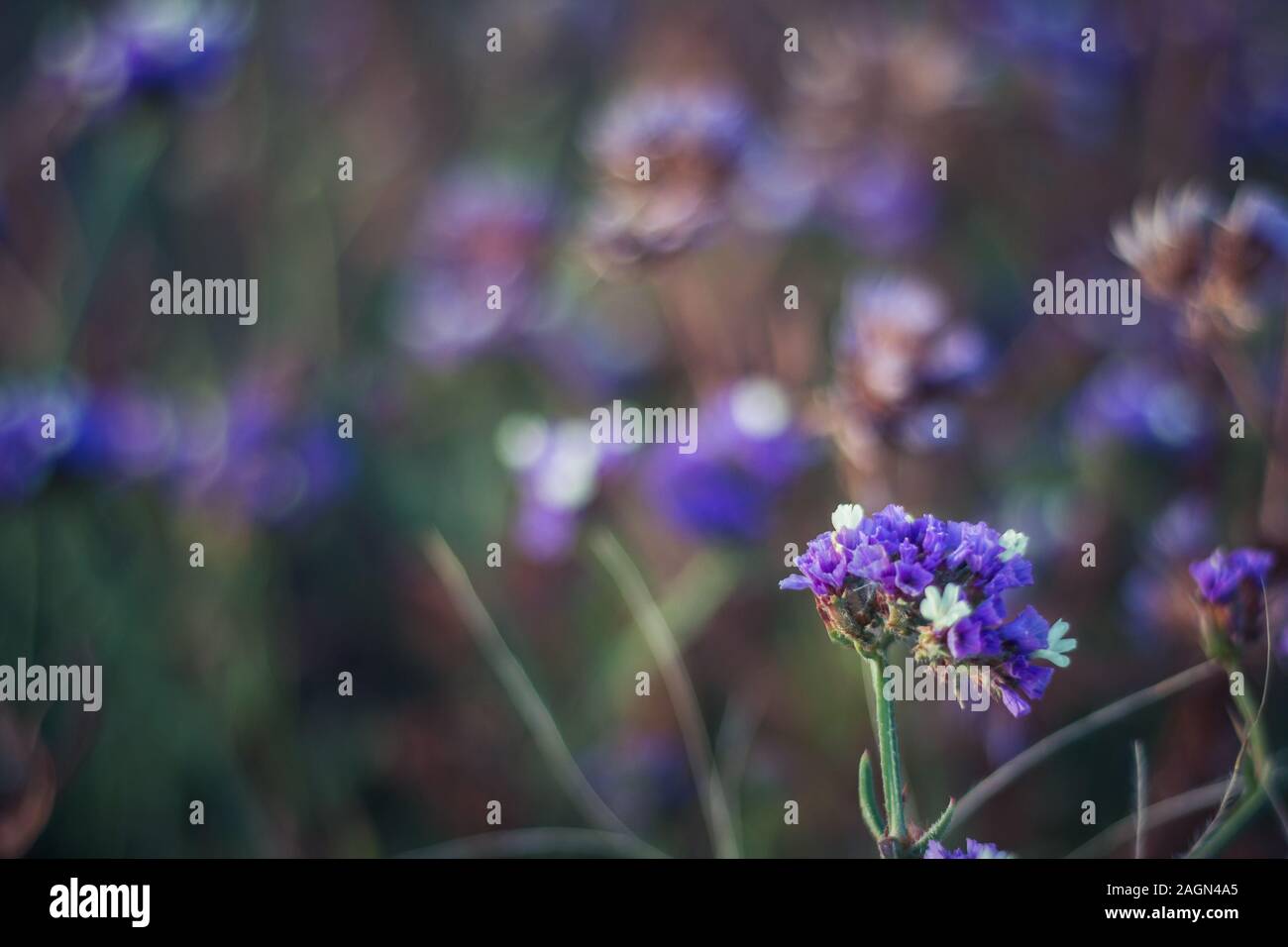 Perth flower hi-res stock photography and images - Alamy