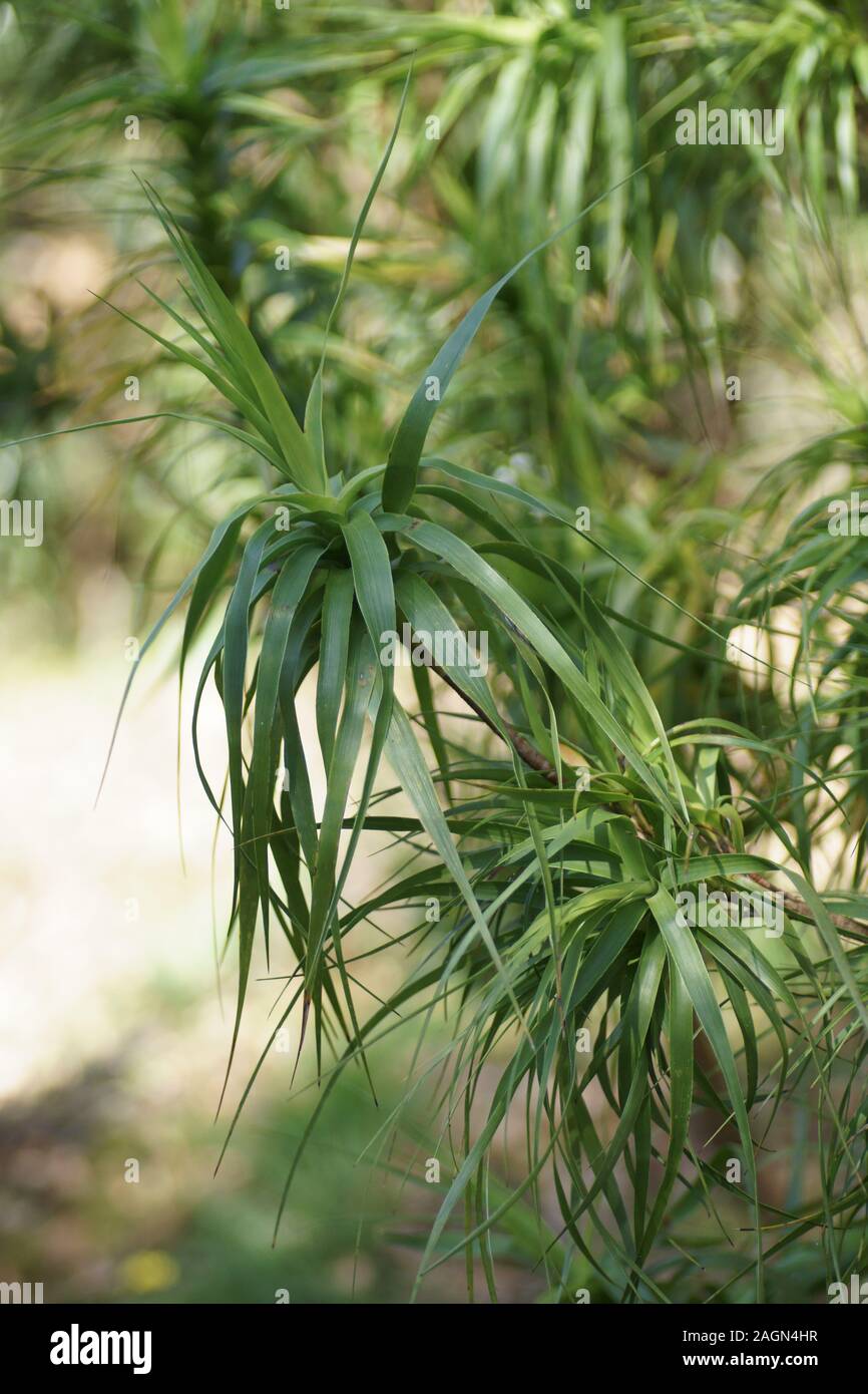 Richea dracophylla hi-res stock photography and images - Alamy