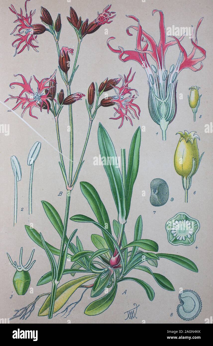 Family caryophyllaceae hi-res stock photography and images - Alamy
