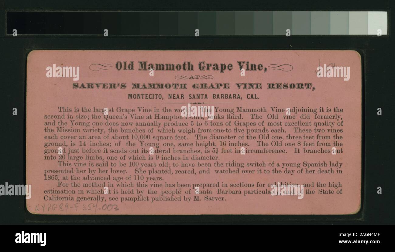 Old Mammoth Grape Vine Old Mammoth Grape Vine.; Old Mammoth Grape Vine ...