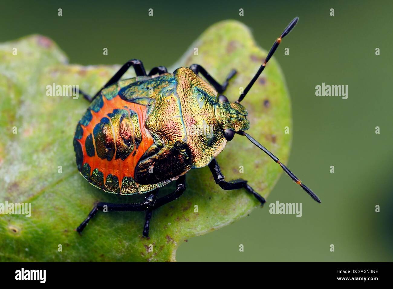 Bronze shieldbug at rest on oak leaf hi-res stock photography and ...