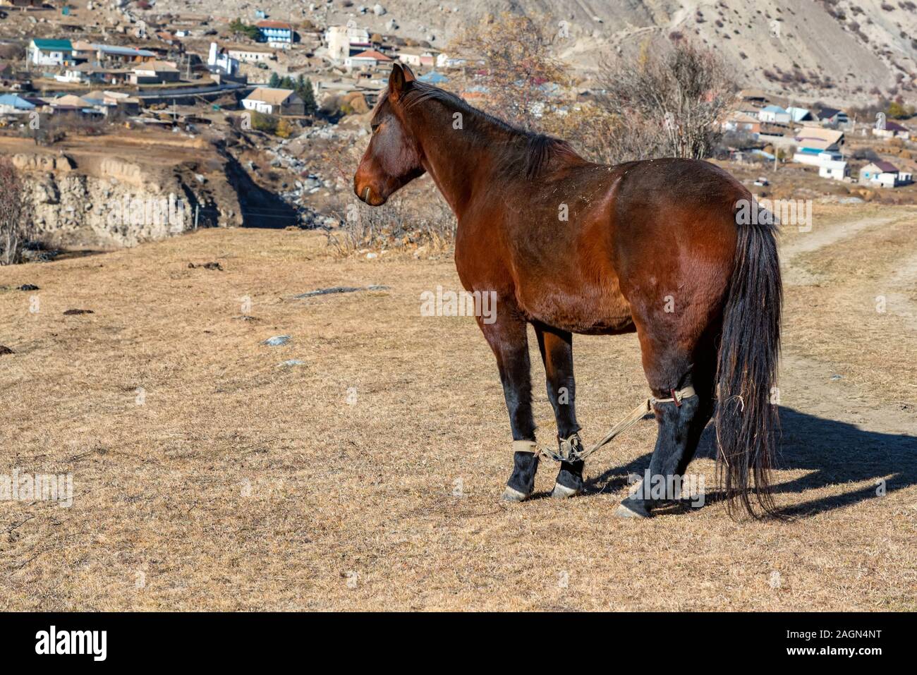 Hobbled horse outdoors against mountain village background Stock Photo ...