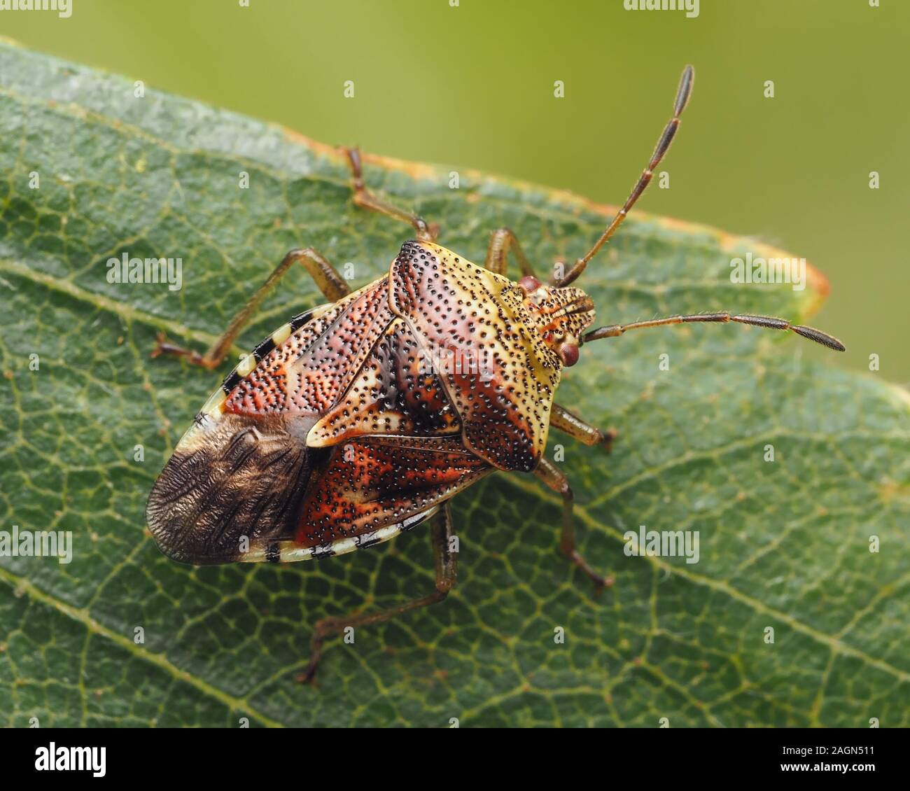 Dorsal view of Parent Bug (Elasmucha grisea) sitting on birch leaf ...