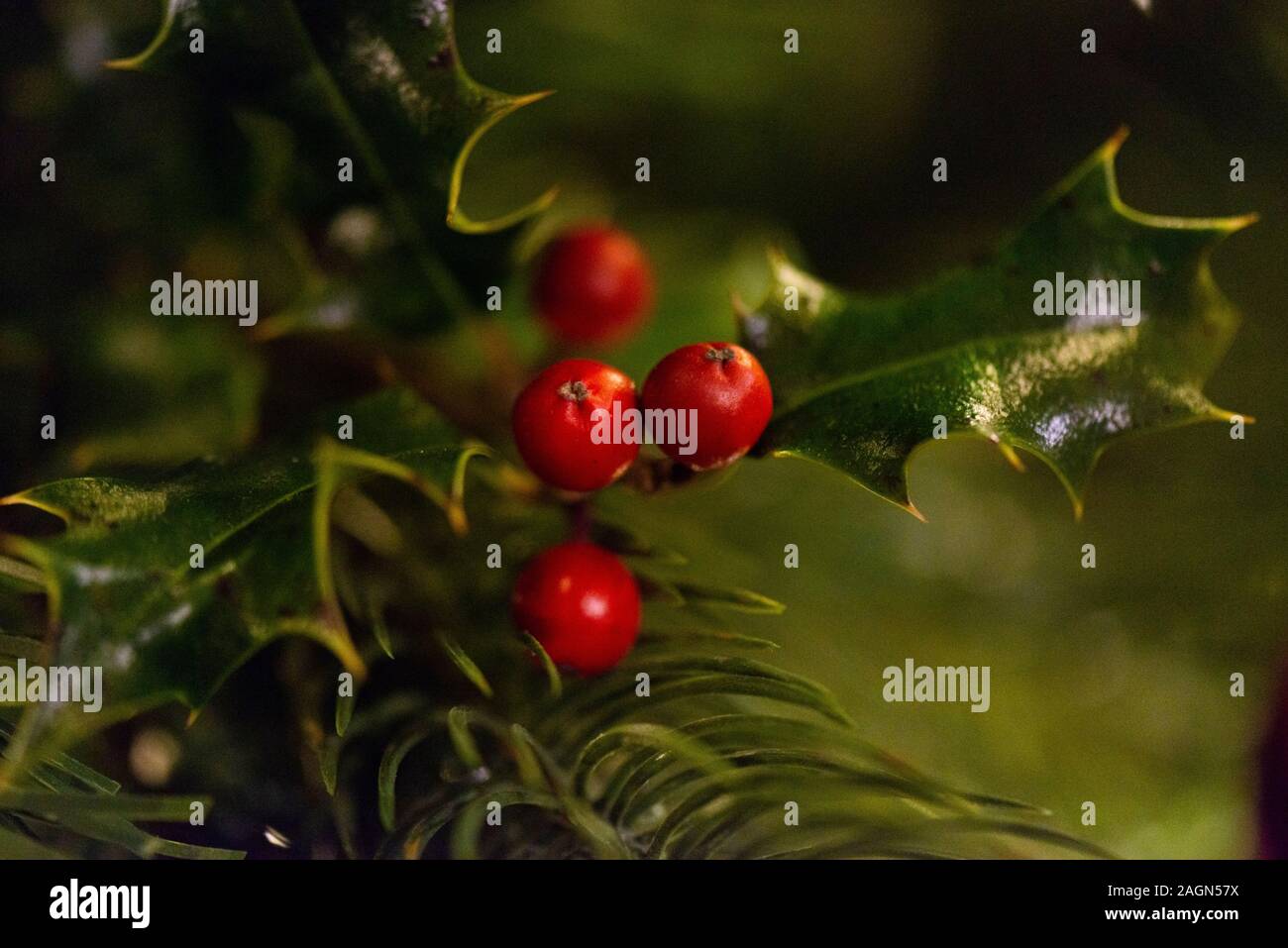 A sprig of holly used to decorate an artificial Christmas tree Stock ...