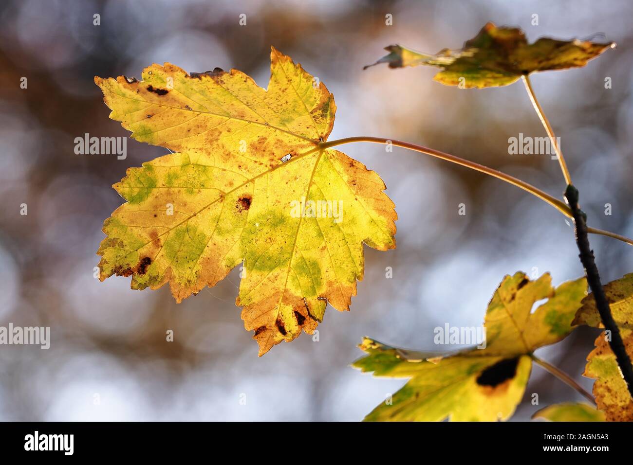 Sycamore leaf (Acer pseudoplatanus) with autumn colour. Tipperary ...