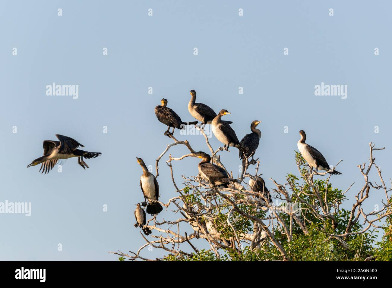 Birds Of Chobe National Park High Resolution Stock Photography and ...