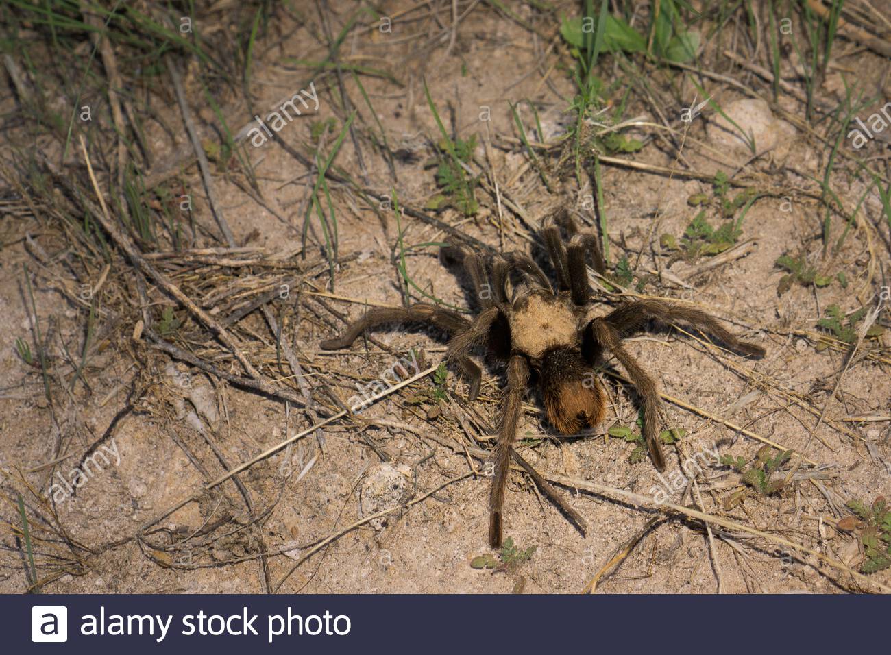 Desert Tarantula Stock Photos & Desert Tarantula Stock Images - Alamy