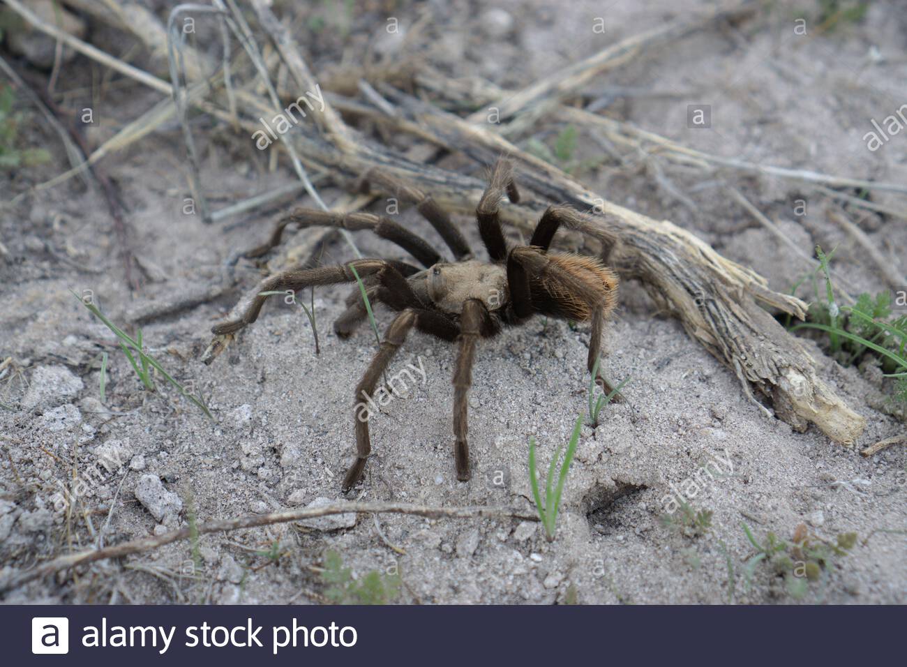 Desert Tarantula Stock Photos & Desert Tarantula Stock Images - Alamy