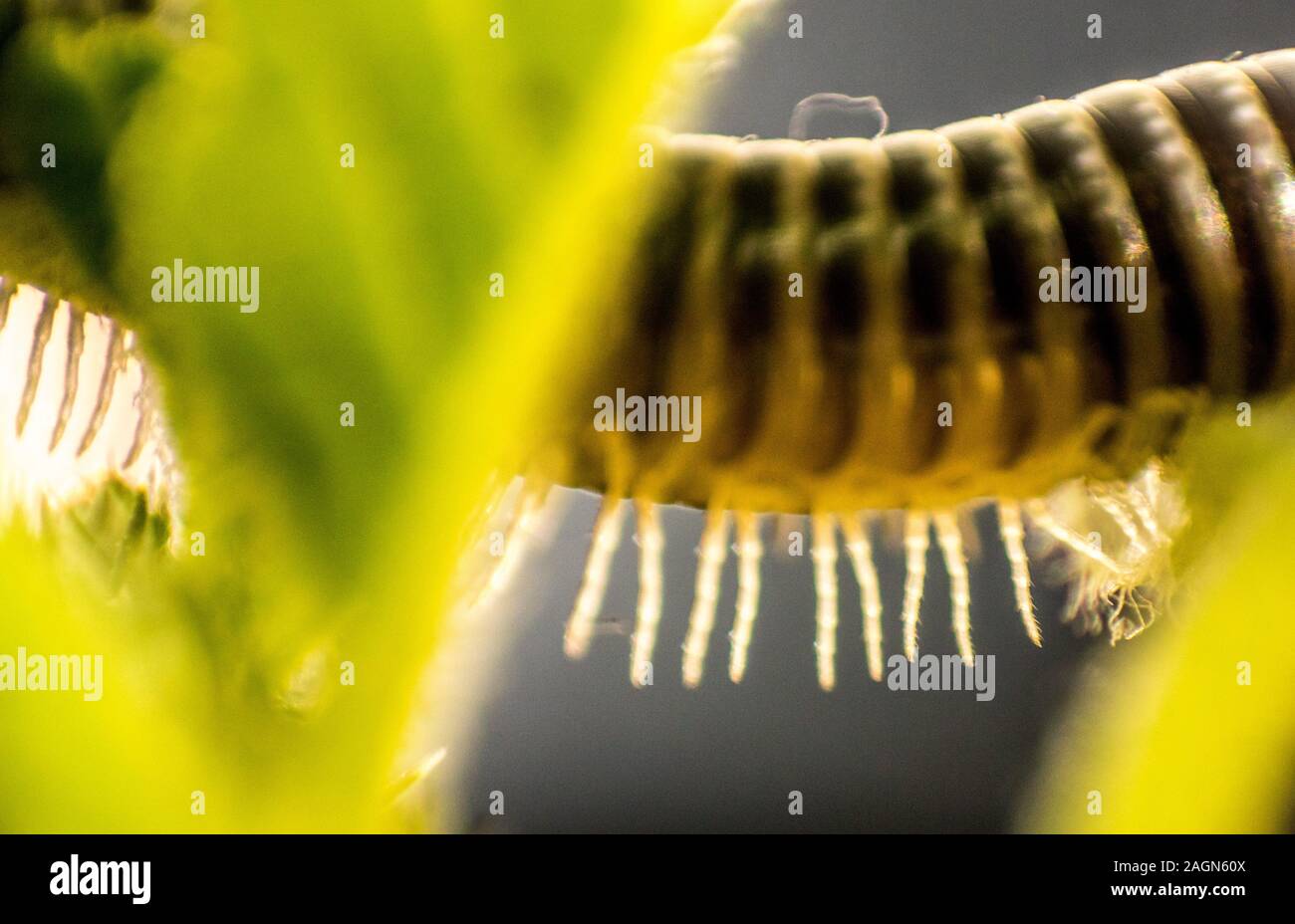 A closeup of a millipede insect with it's amazing armored body and lots ...