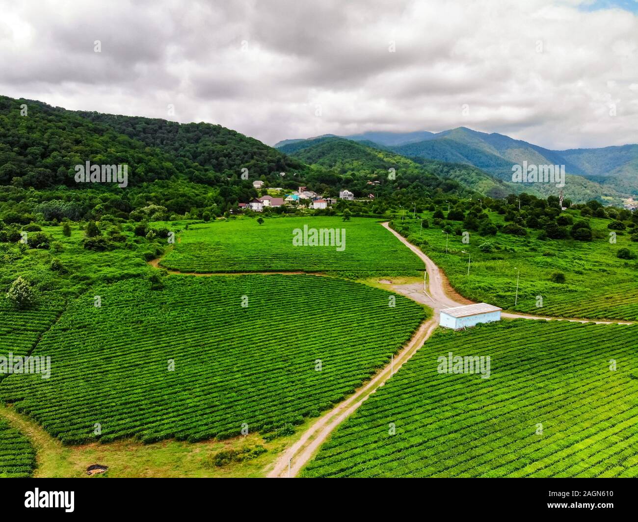 Top view of tea plantation in Krasnodar. The most northern tea growing ...